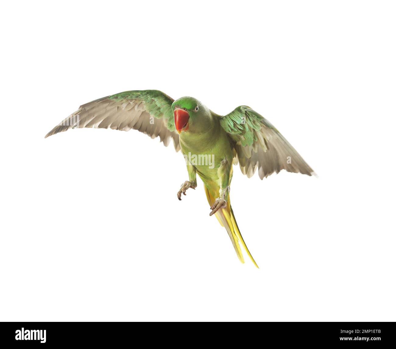 Flying red parrot isolated on hi-res stock photography and images - Alamy