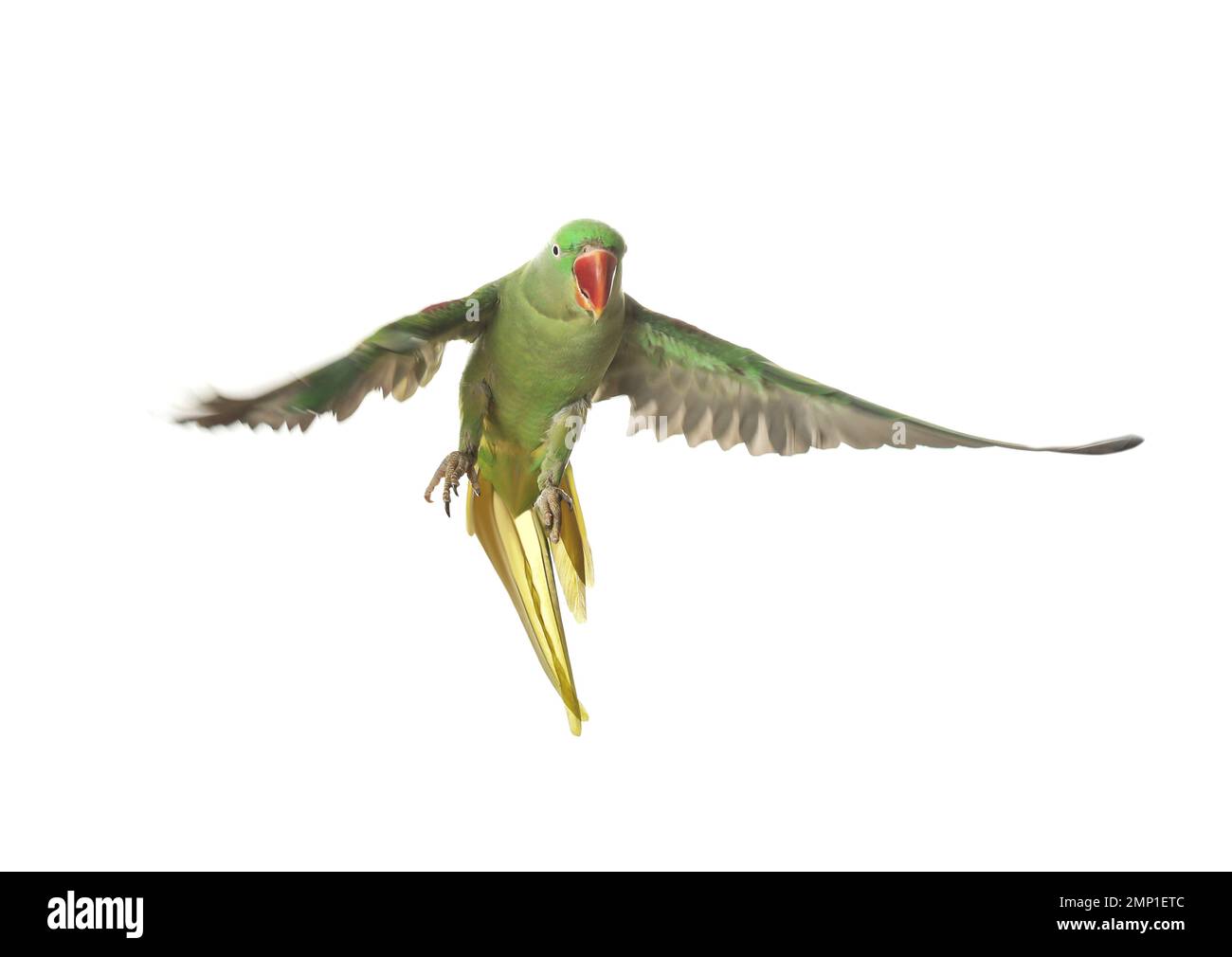 Beautiful Alexandrine parakeet flying isolated on white Stock Photo - Alamy