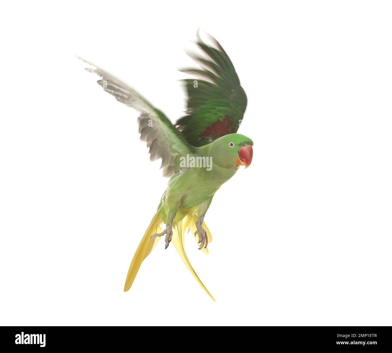 Beautiful Alexandrine parakeet flying isolated on white Stock Photo - Alamy