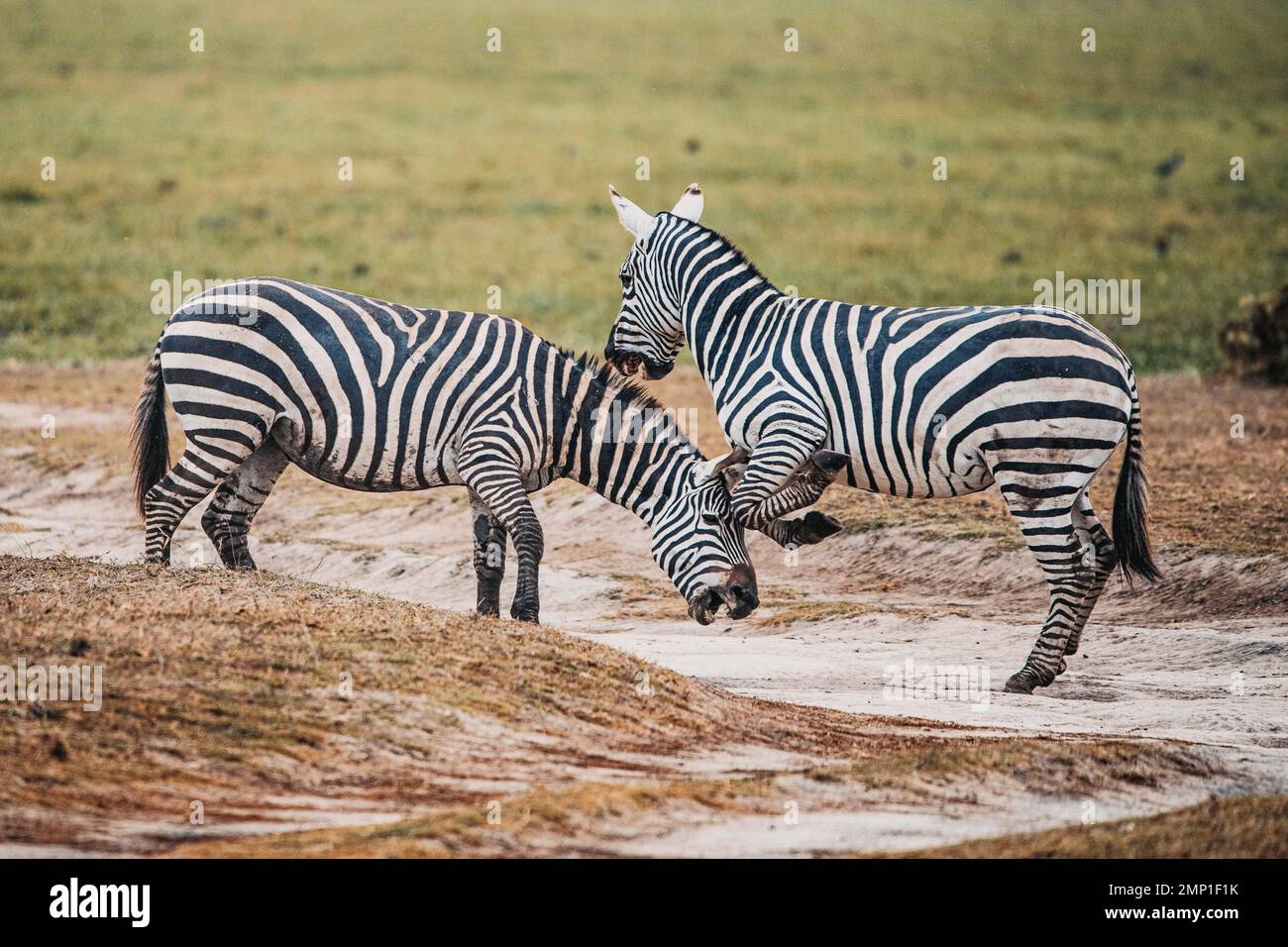 Biting at his opponents feet. Masai Mara, Kenya: EYE-WATERING images ...