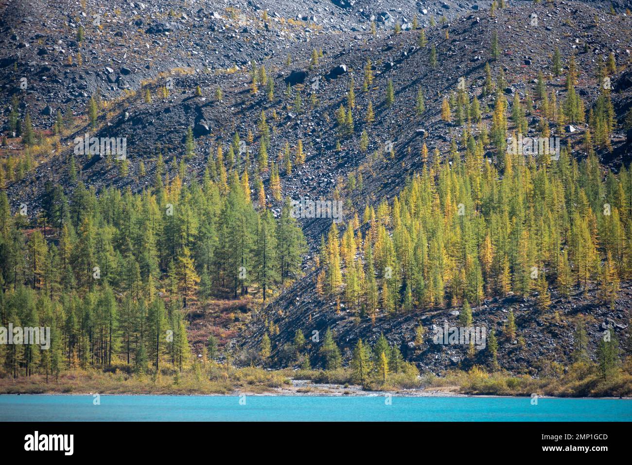 The trees of the forest grow on the stone slopes of the mountains near ...