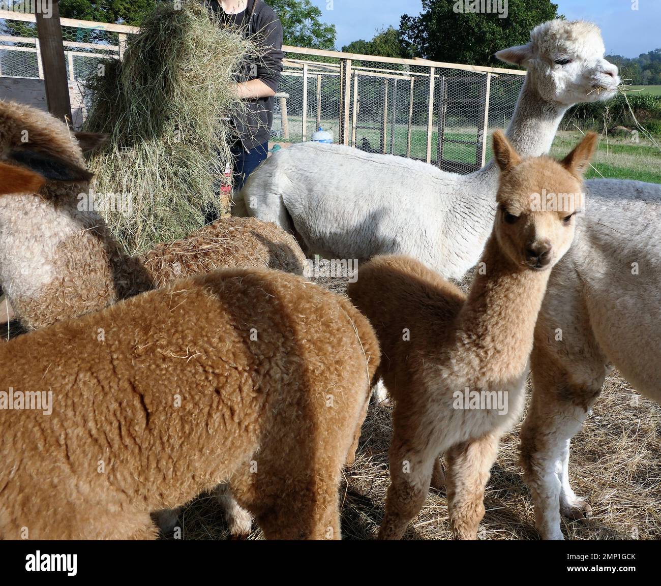 UK farming Farmer for a day Stock Photo - Alamy