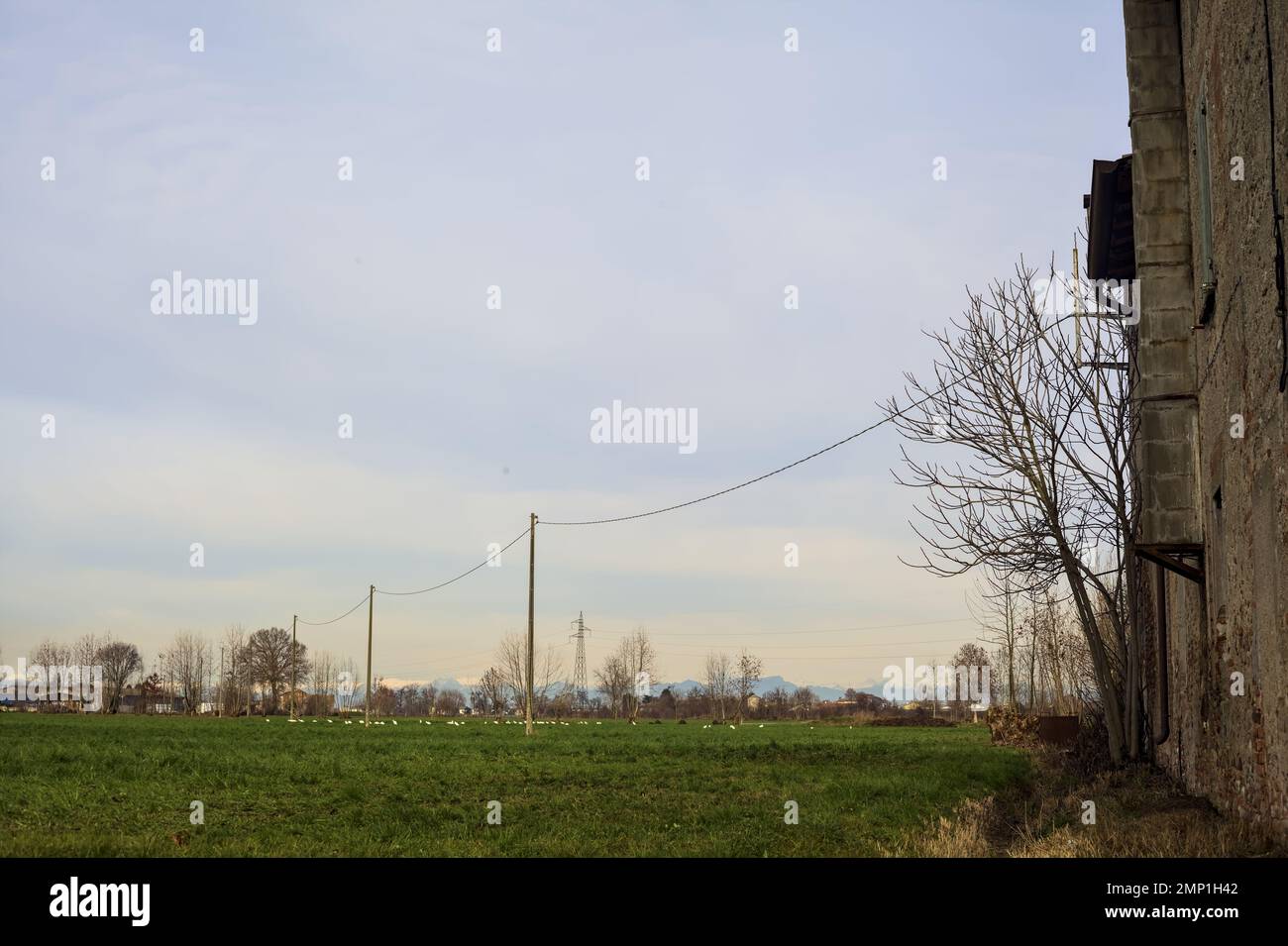 Electricity power line on wooden pylons in a field starting from an ...