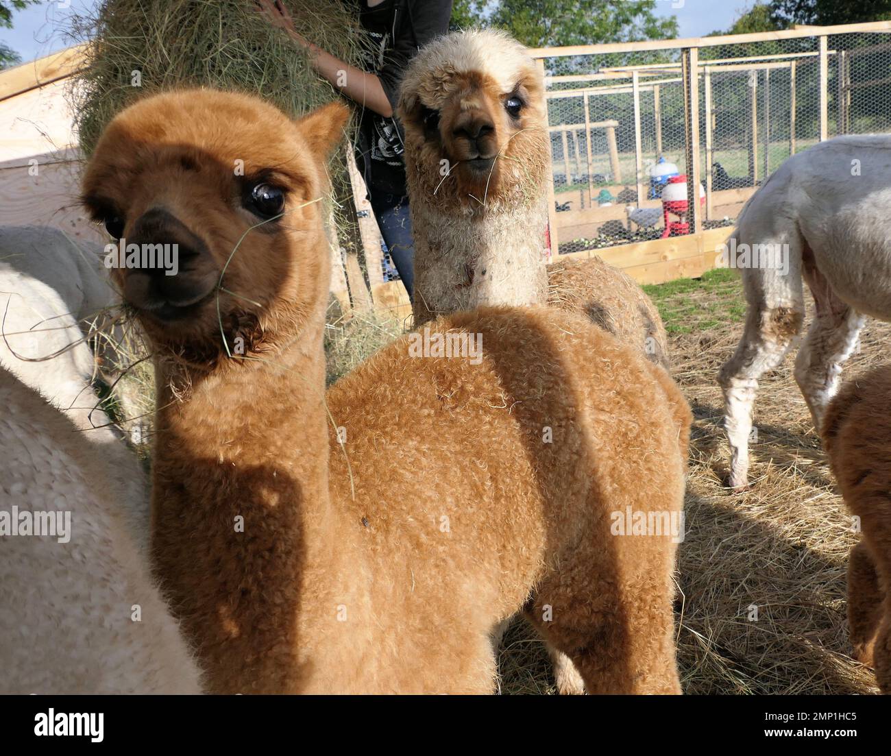 UK farming Farmer for a day Stock Photo - Alamy