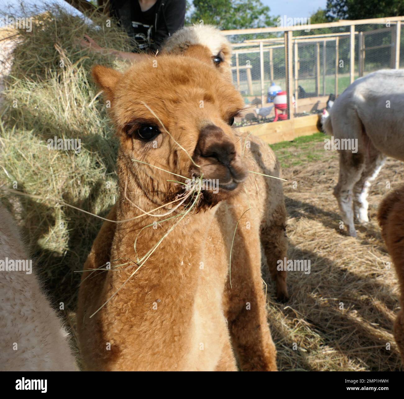 UK farming Farmer for a day Stock Photo - Alamy