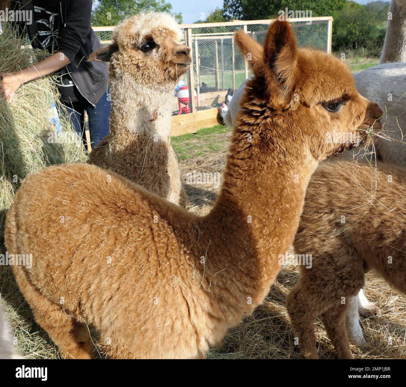 UK farming Farmer for a day Stock Photo - Alamy