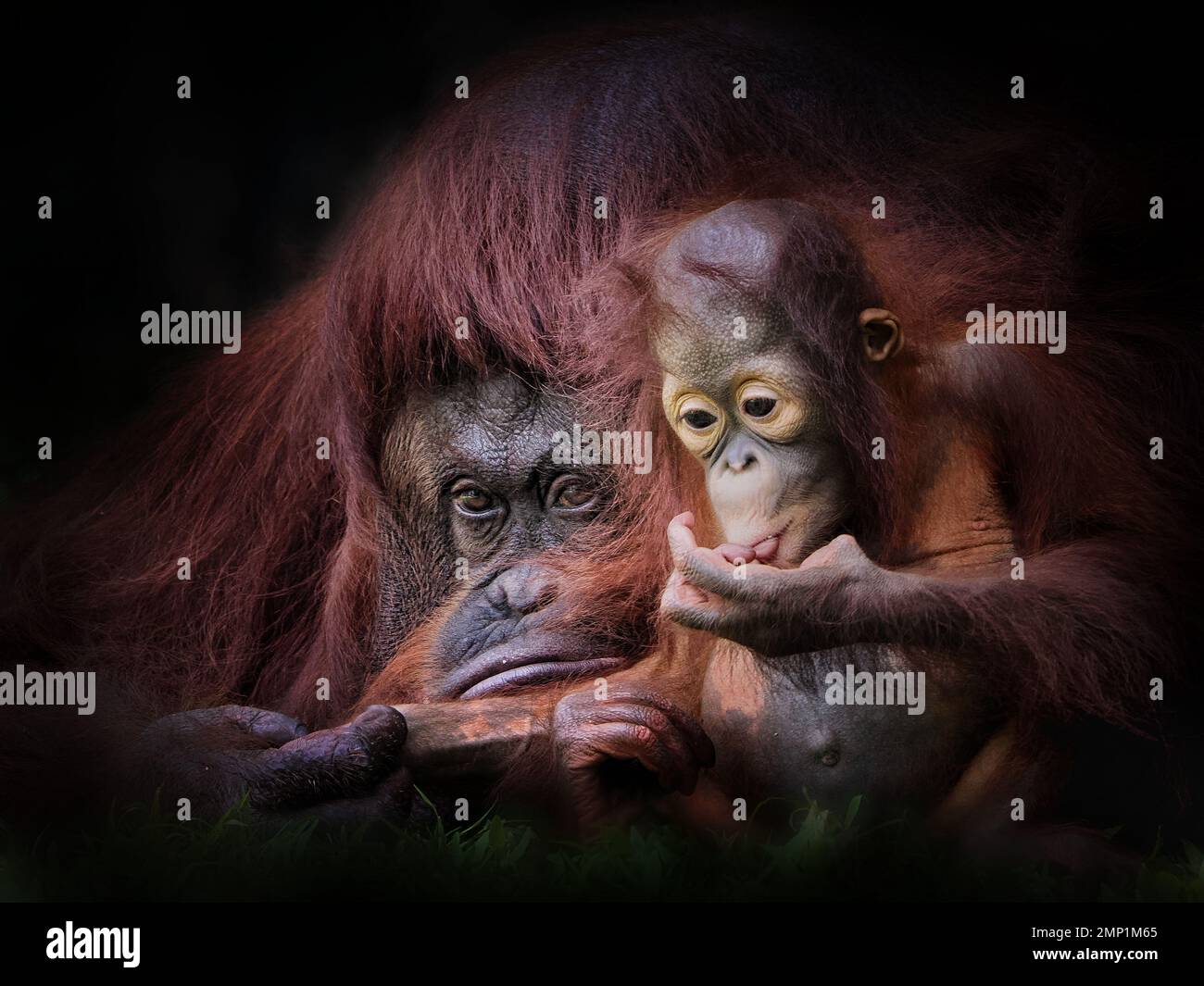 Gurning with mum. Jakarta, Indonesia: CUTE PICS show a baby orangutan ...