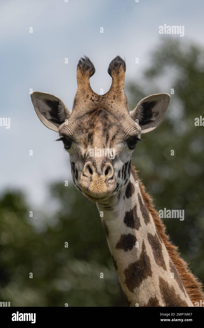 Staring down the camera. Serengeti National Park, Tanzania: THESE ...