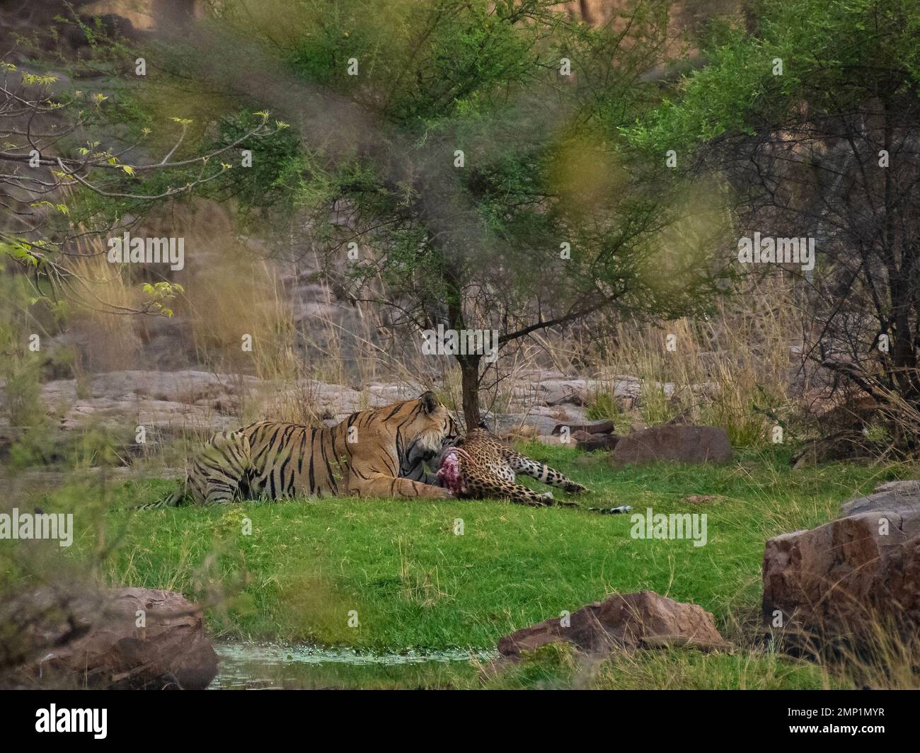 A submission and a feast. Ranthambore National Park, India: SURPRISING ...