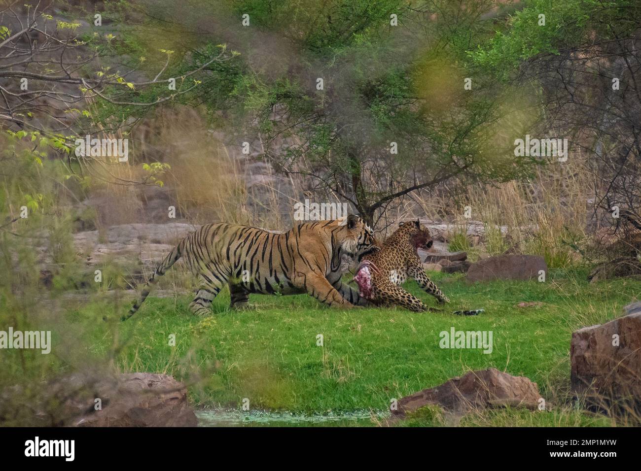 Finally losing the fight. Ranthambore National Park, India: SURPRISING images of a tiger chowing ...