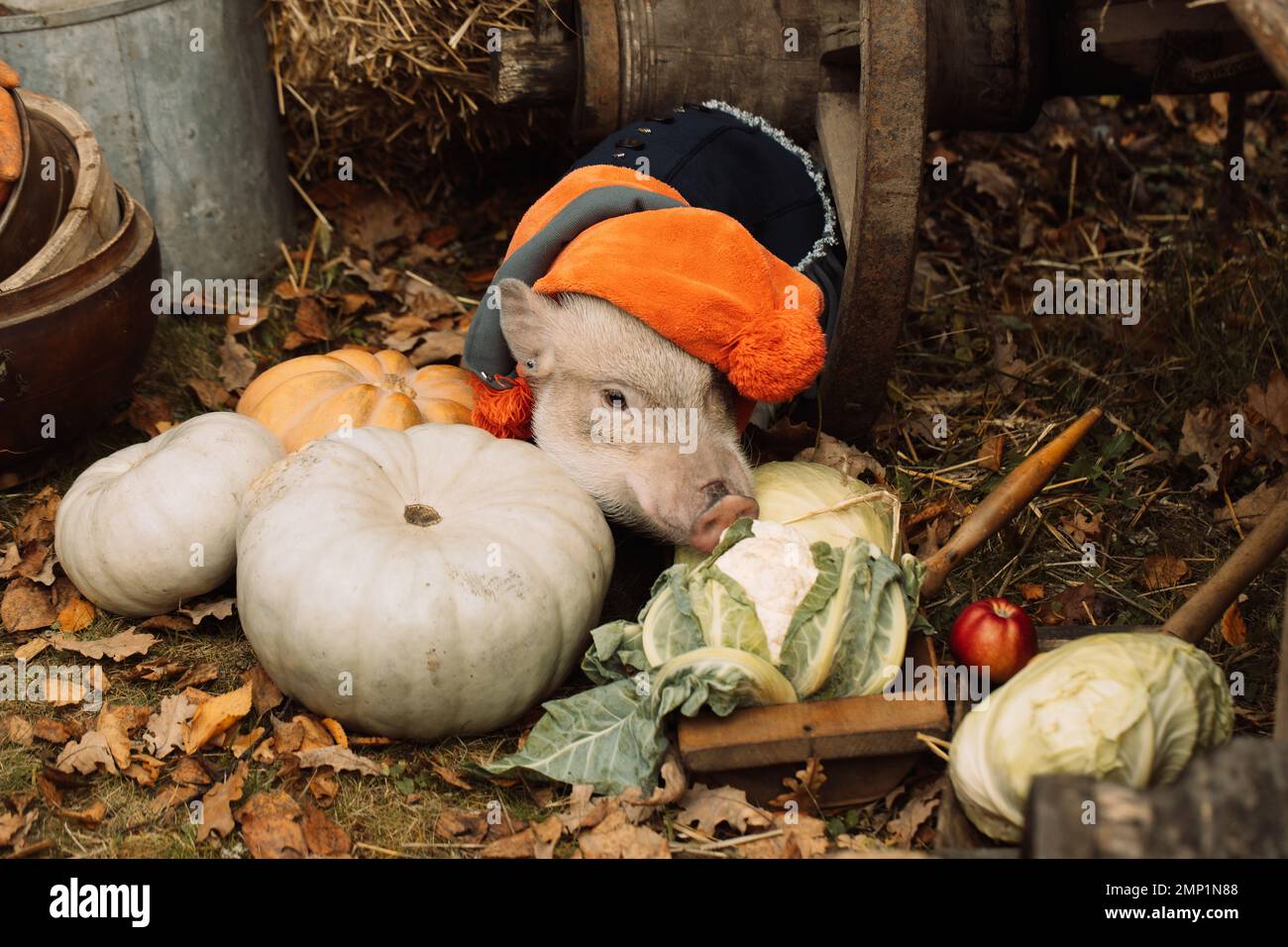 White mini pig in a smart suit posing on an autumn background Stock ...