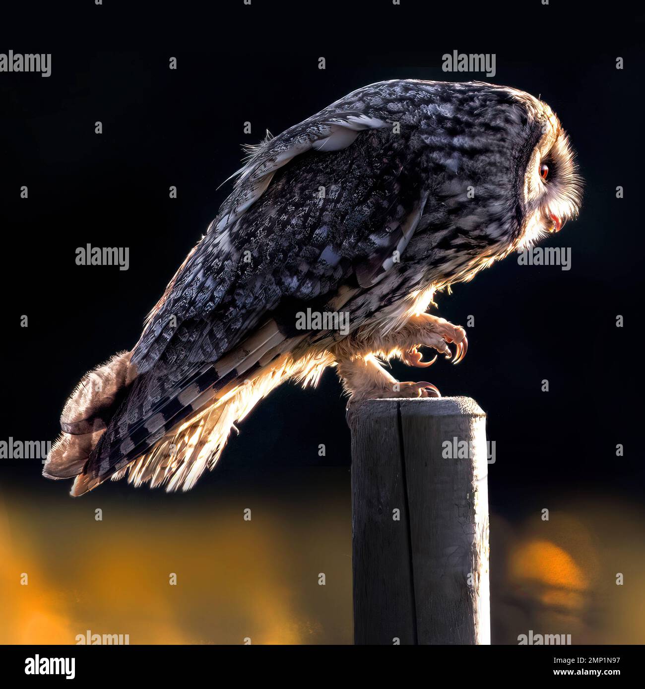 A nice landing. West Yorkshire, UK: STUNNING PICTURES show a long-eared ...