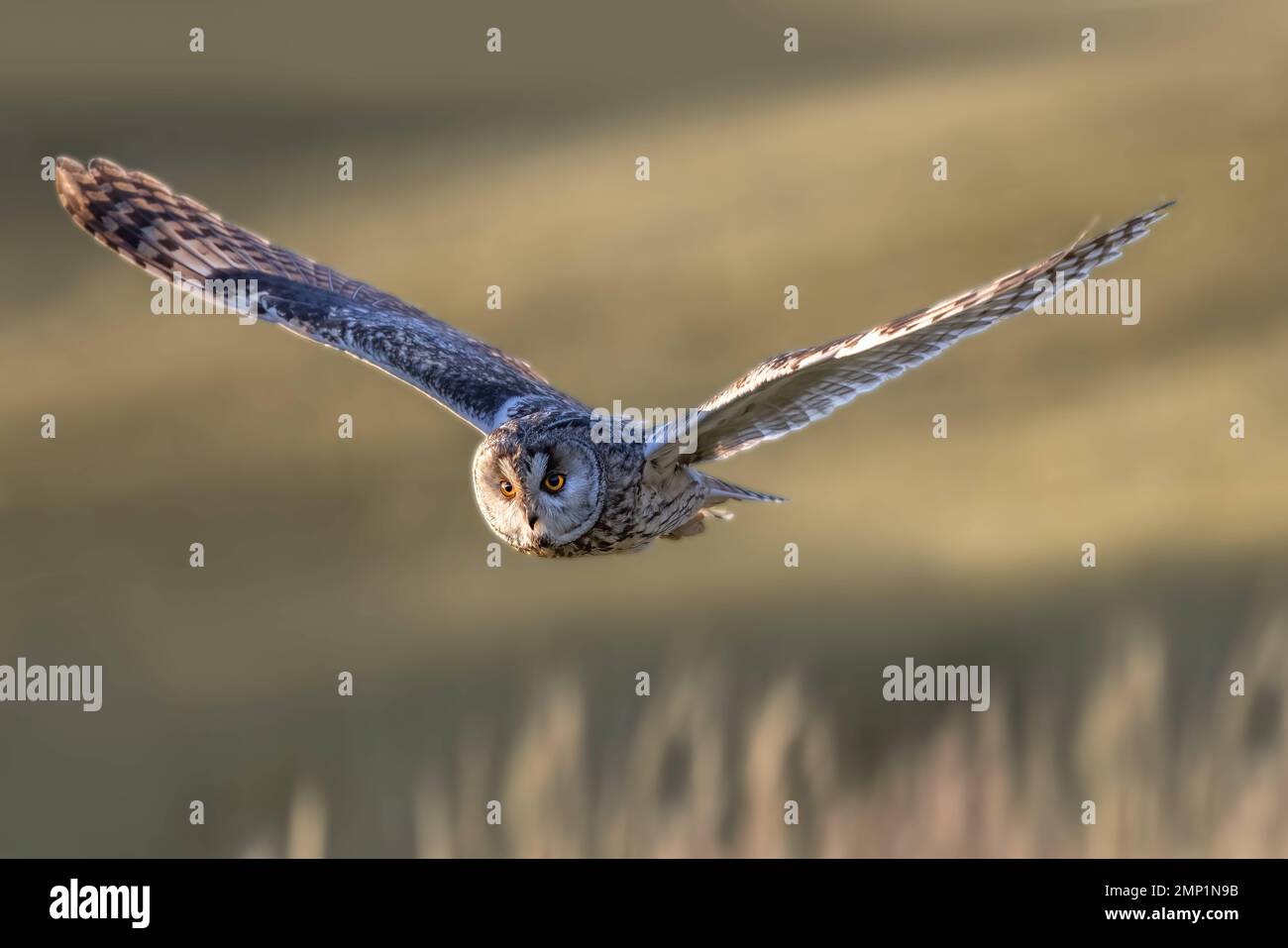 Soaring through the sky. West Yorkshire, UK: STUNNING PICTURES show a ...