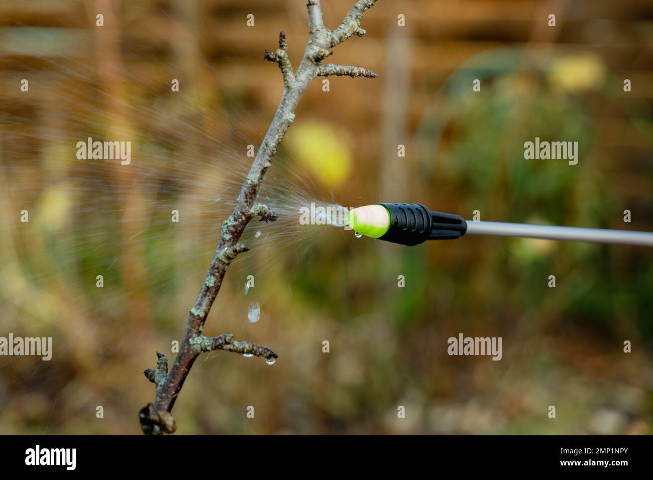 Spraying fruit trees with a pump sprayer with insecticides and ...