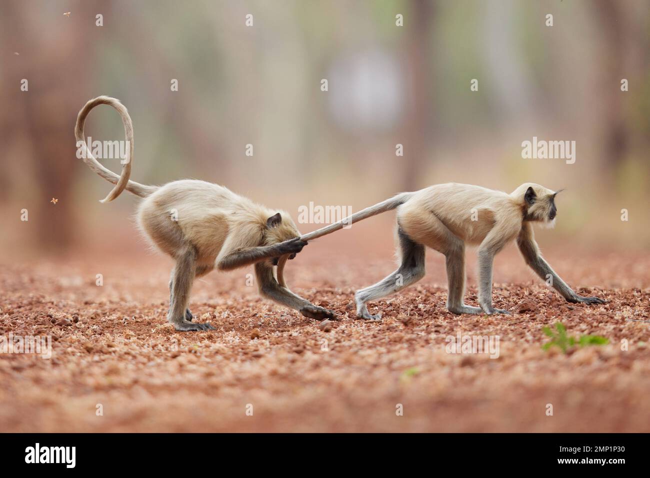 Pulling a tail. India: PLAYFUL IMAGES show monkeys jumping high as they ...