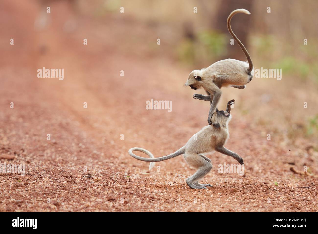 Two langur monkeys play and demonstrate their agility at Tadoba Tiger ...
