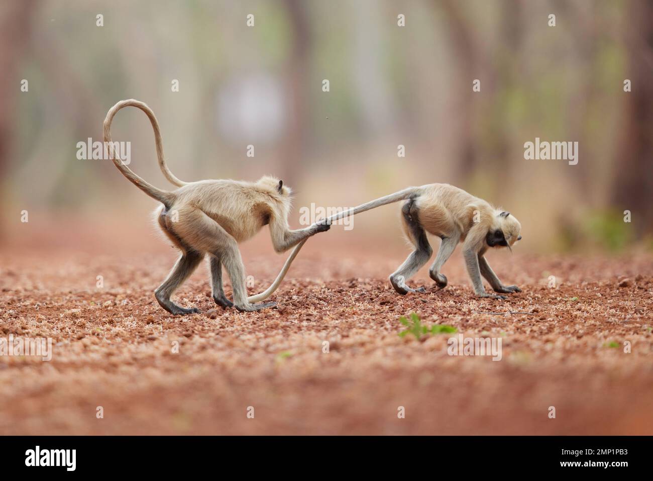 A langur monkey pulls it's siblings tail during a playful interaction ...