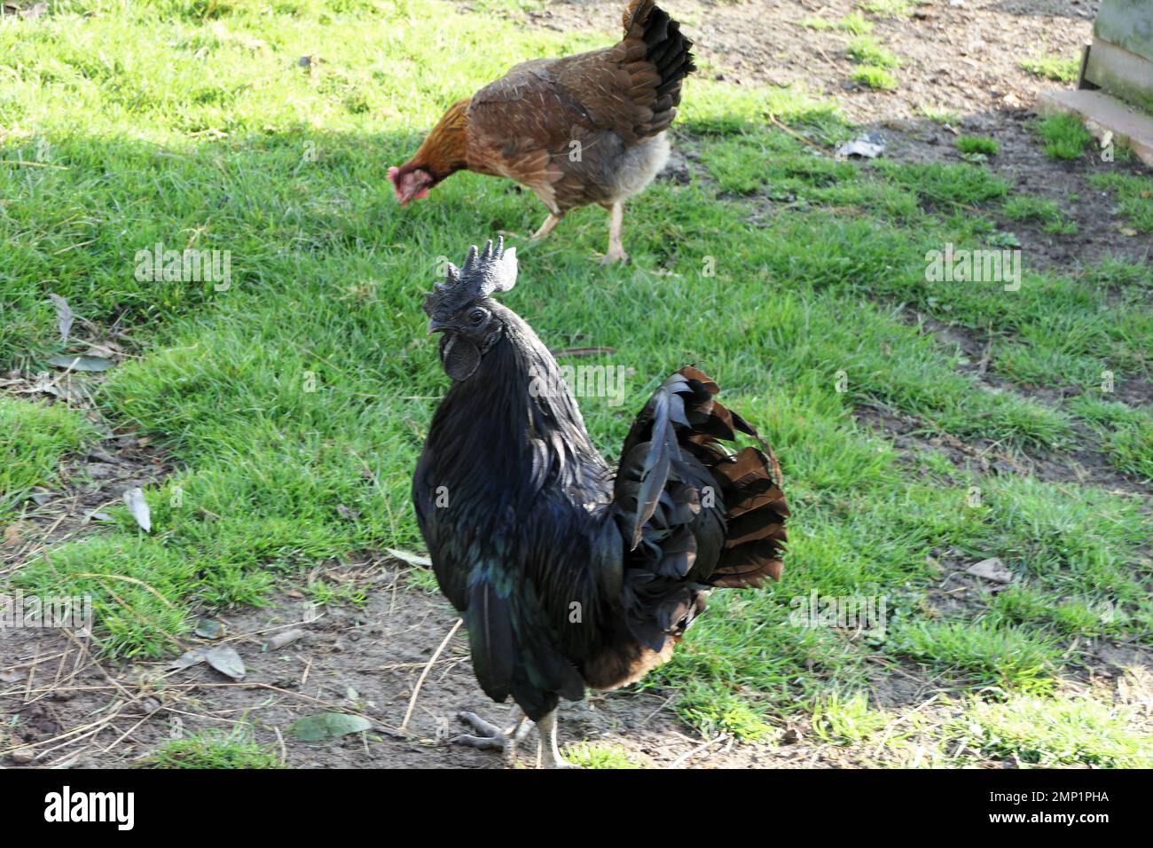 UK farming Farmer for a day Stock Photo - Alamy