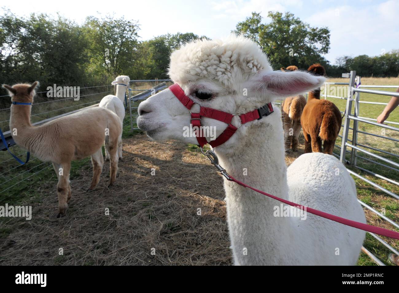 UK farming Farmer for a day Stock Photo - Alamy