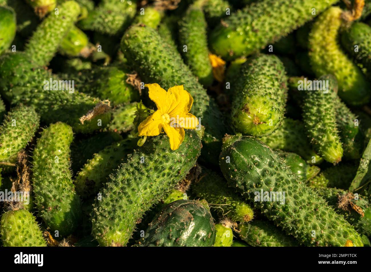 Reshly harvested cucumbers hi-res stock photography and images - Alamy
