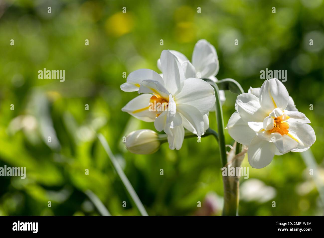 Narcissus 'Erlicheer' double daffodil close up Stock Photo - Alamy