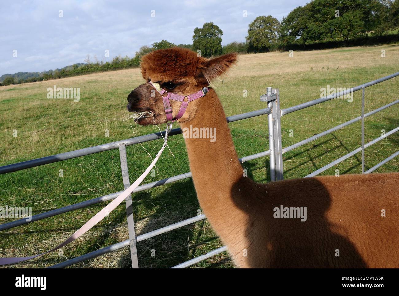 UK farming Farmer for a day Stock Photo - Alamy