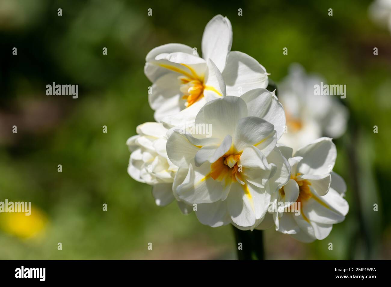 Narcissus 'Erlicheer' double daffodil close up Stock Photo - Alamy
