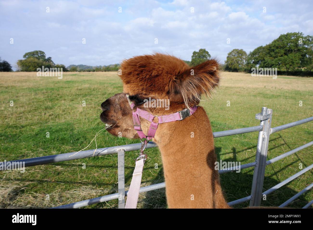 UK farming Farmer for a day Stock Photo - Alamy
