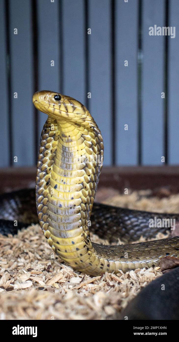 Exotic snake kept in captivity Stock Photo - Alamy