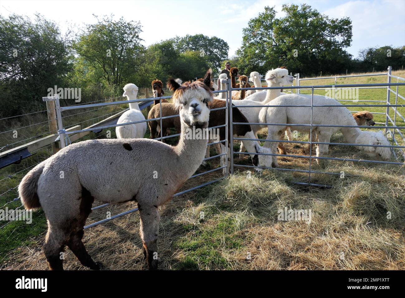 UK farming Farmer for a day Stock Photo - Alamy