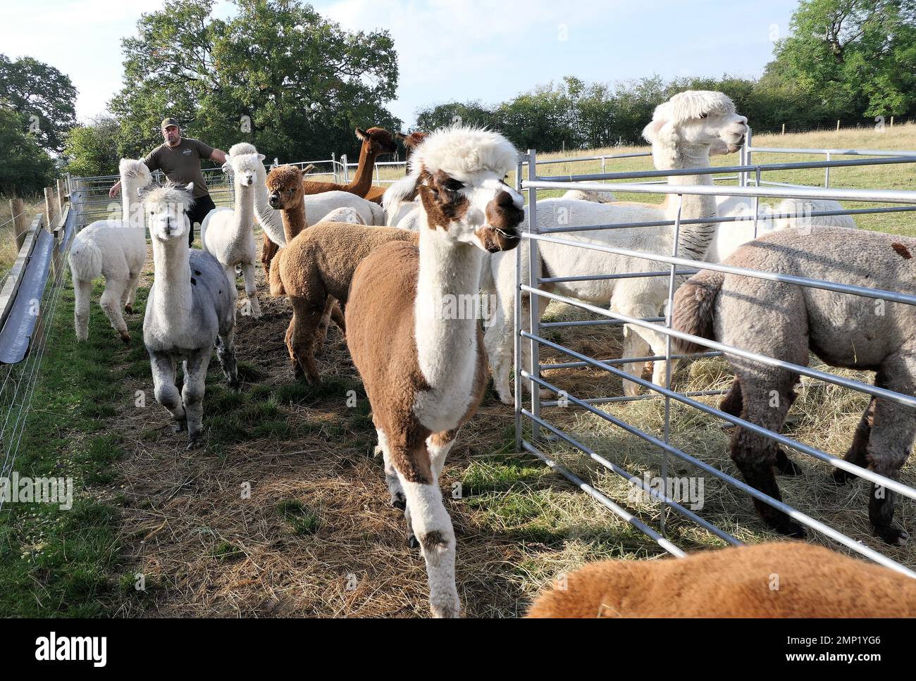 UK farming Farmer for a day Stock Photo - Alamy