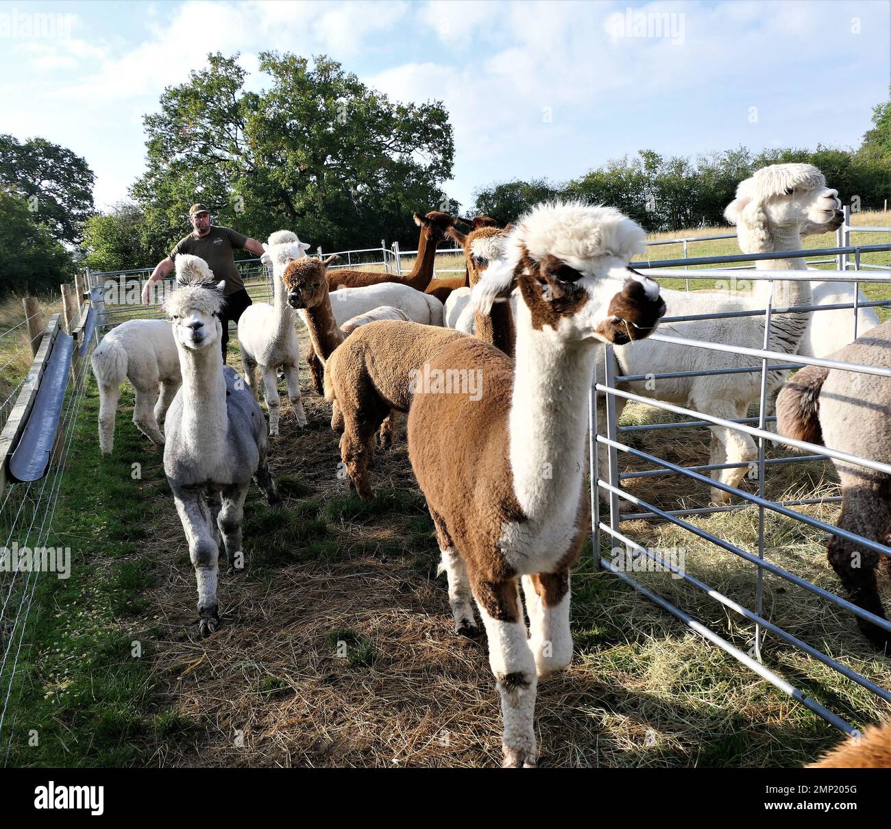UK farming Farmer for a day Stock Photo - Alamy