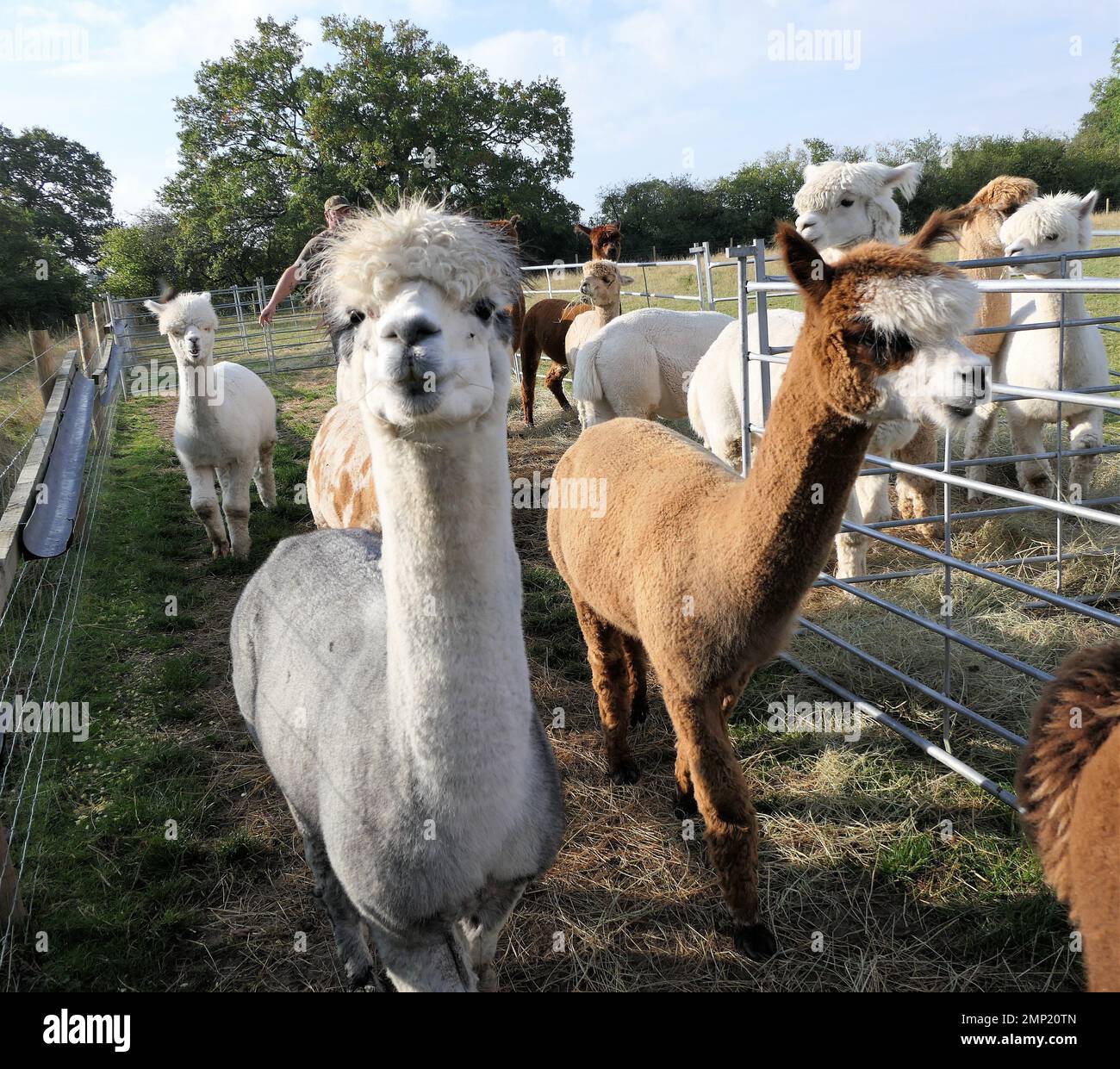 UK farming Farmer for a day Stock Photo - Alamy