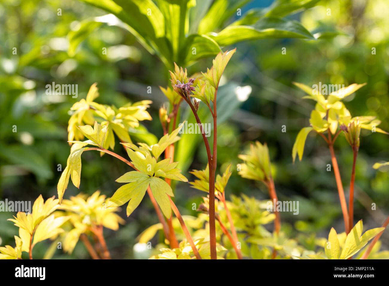 Blooming Dicentra spectabilis 'Gold Heart' in the garden Stock Photo ...