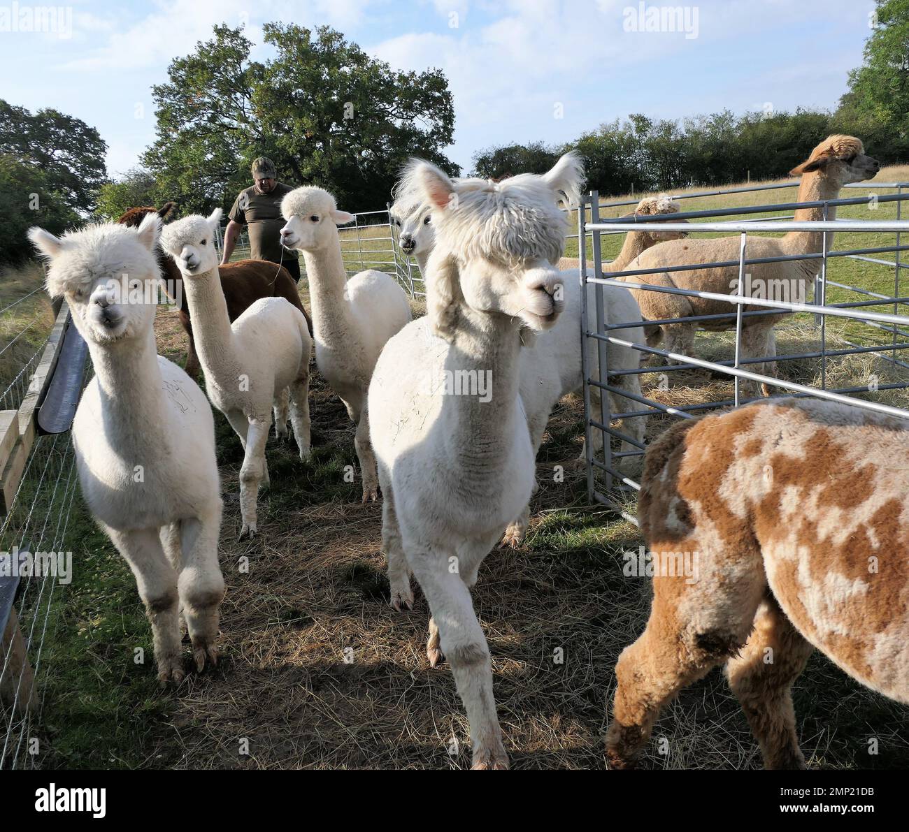UK farming Farmer for a day Stock Photo - Alamy