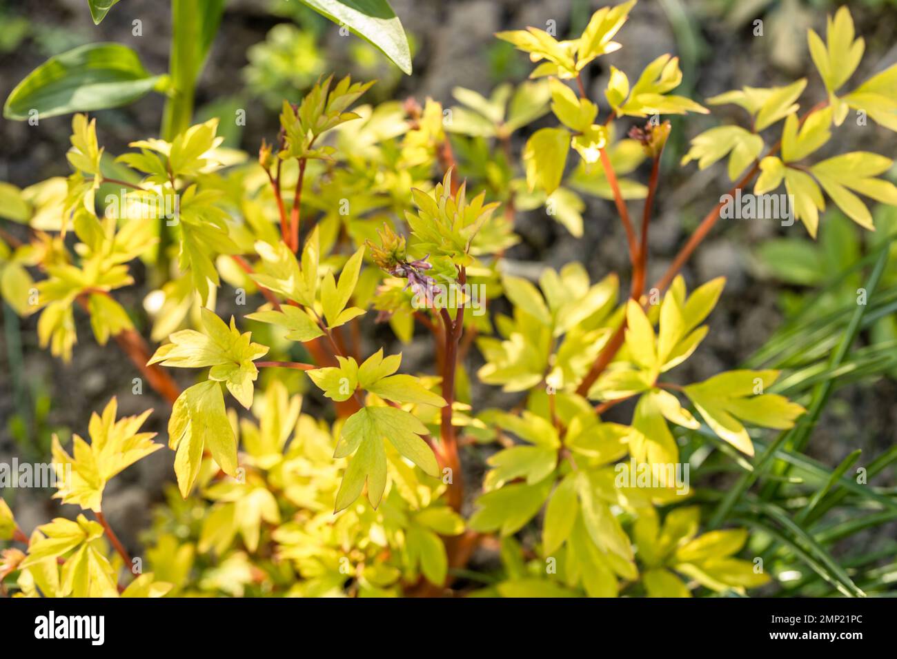 Blooming Dicentra spectabilis 'Gold Heart' in the garden Stock Photo ...
