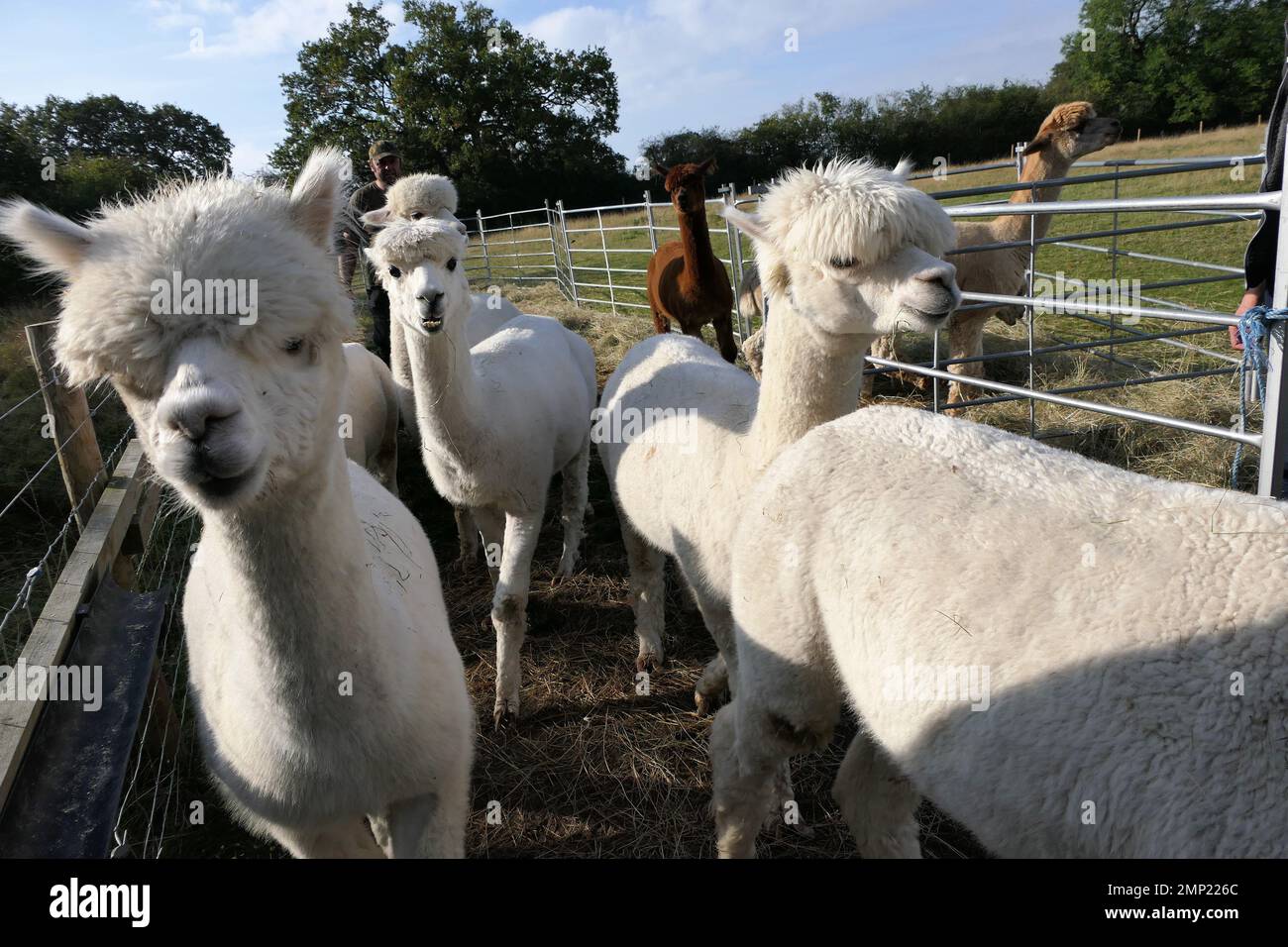 UK farming Farmer for a day Stock Photo - Alamy