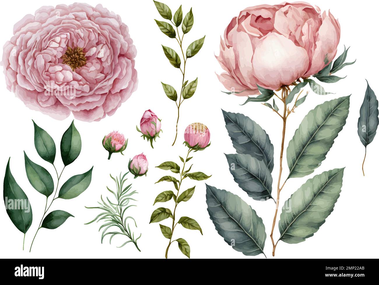 Group of peonies Stock Vector Images - Alamy
