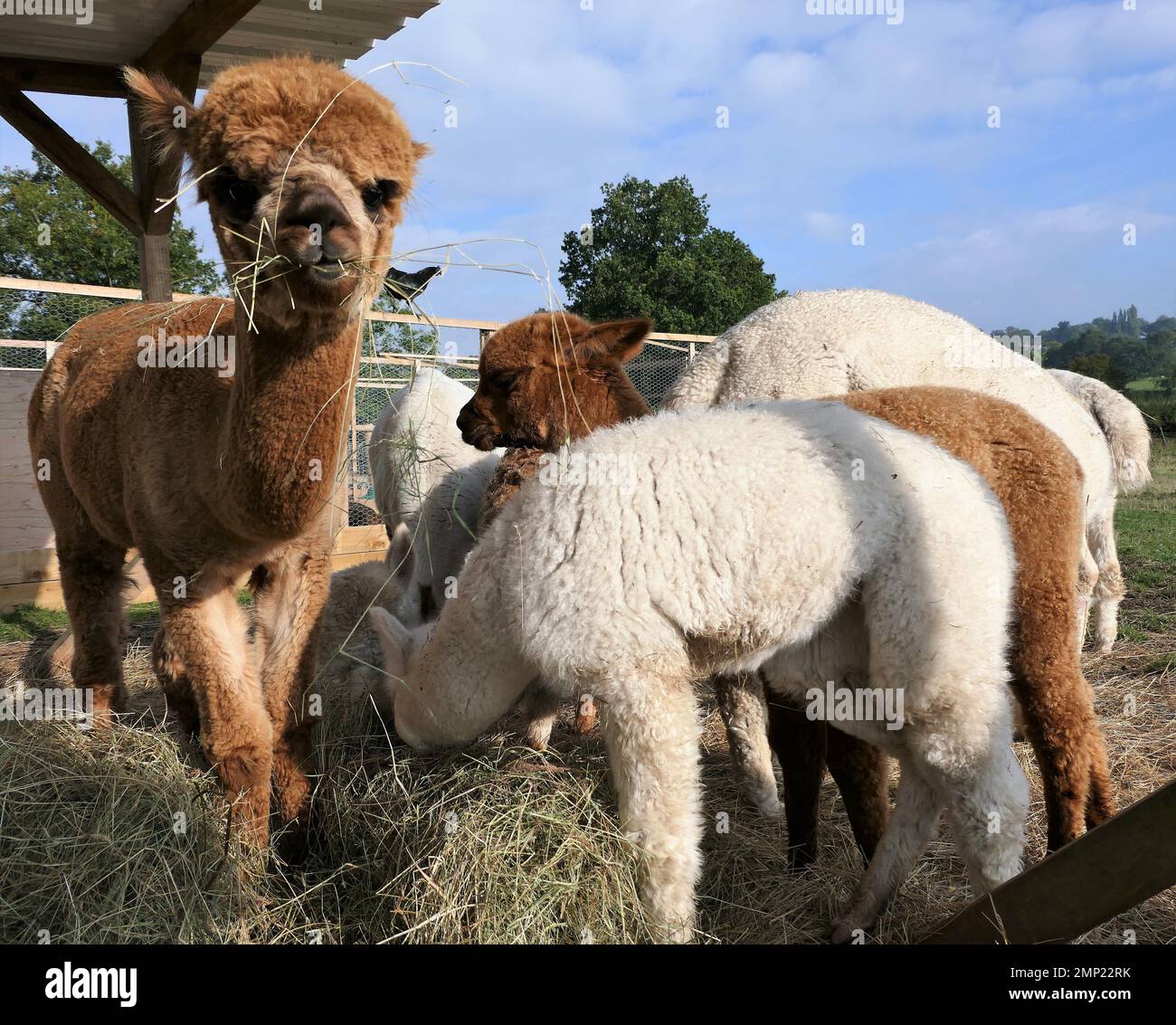 UK farming Farmer for a day Stock Photo - Alamy