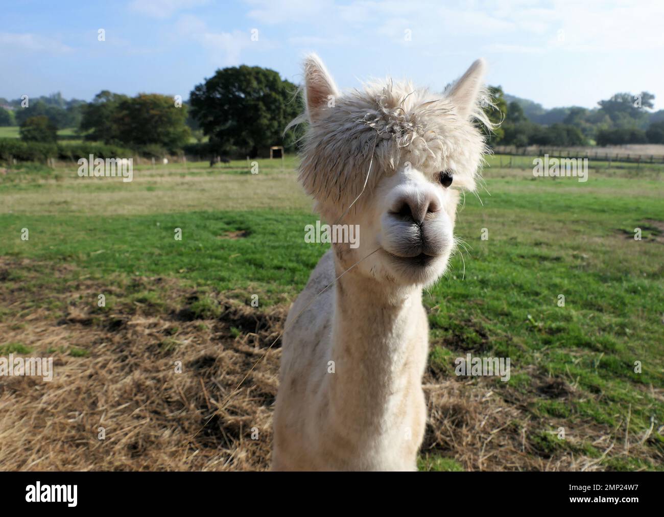 UK farming Farmer for a day Stock Photo - Alamy