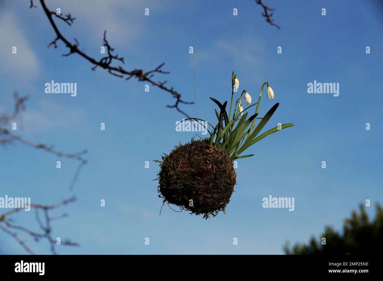 Snowdrop flowers are displayed hanging from tree branches in the ...