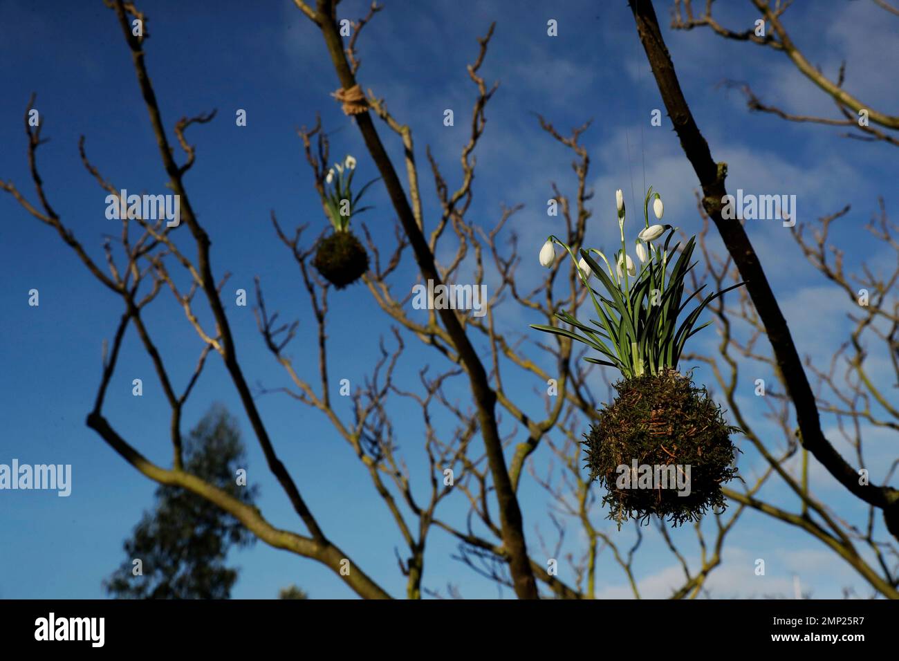 Snowdrop flowers are displayed hanging from tree branches in the ...