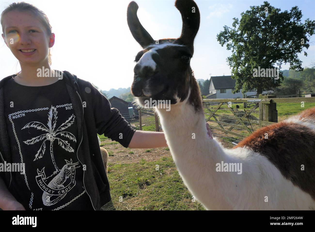 UK farming Farmer for a day Stock Photo - Alamy