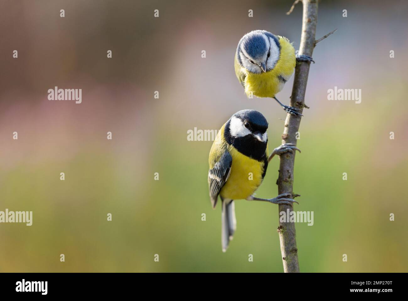 Two little songbirds perching on the branch of tree. Great Tit and and ...