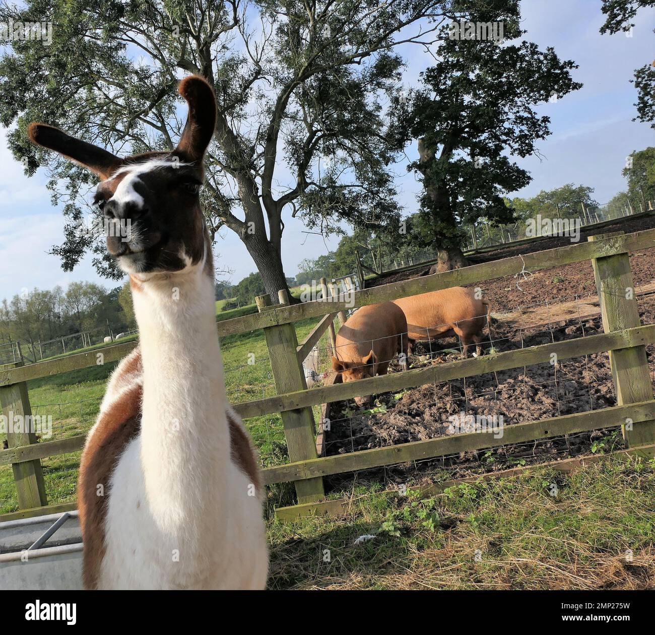 UK farming Farmer for a day Stock Photo - Alamy