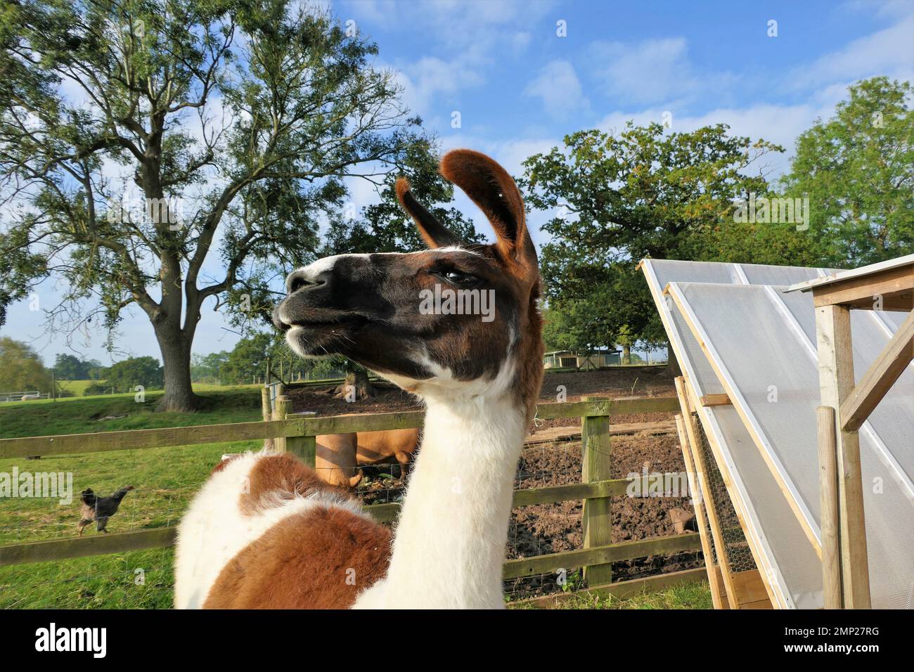 UK farming Farmer for a day Stock Photo - Alamy