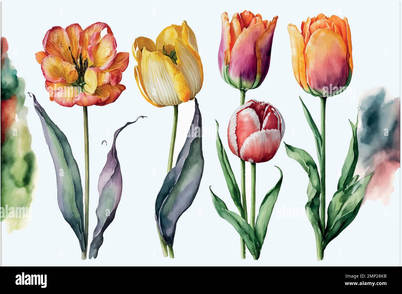 Hand painted watercolor tulips on white background Stock Vector Image ...