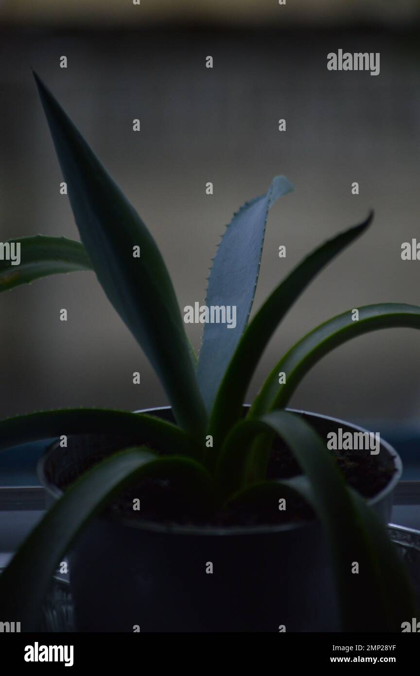 A plant which is captive in an apartment Stock Photo - Alamy