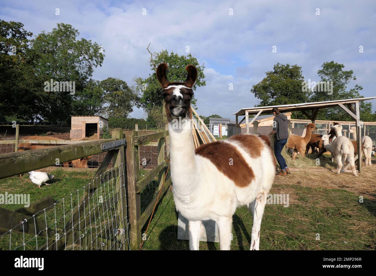 UK farming Farmer for a day Stock Photo - Alamy