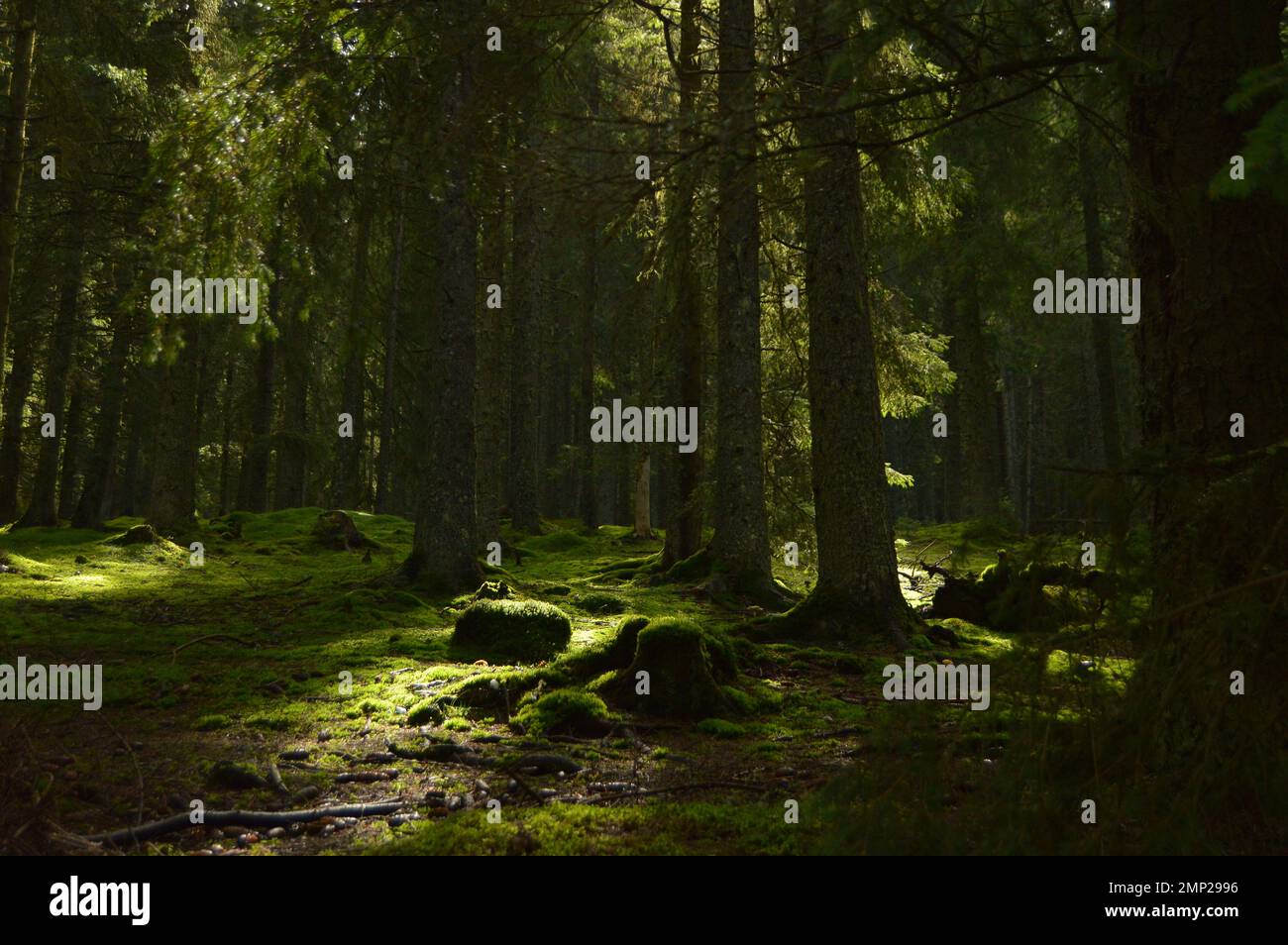 Wet dark forest hi-res stock photography and images - Alamy